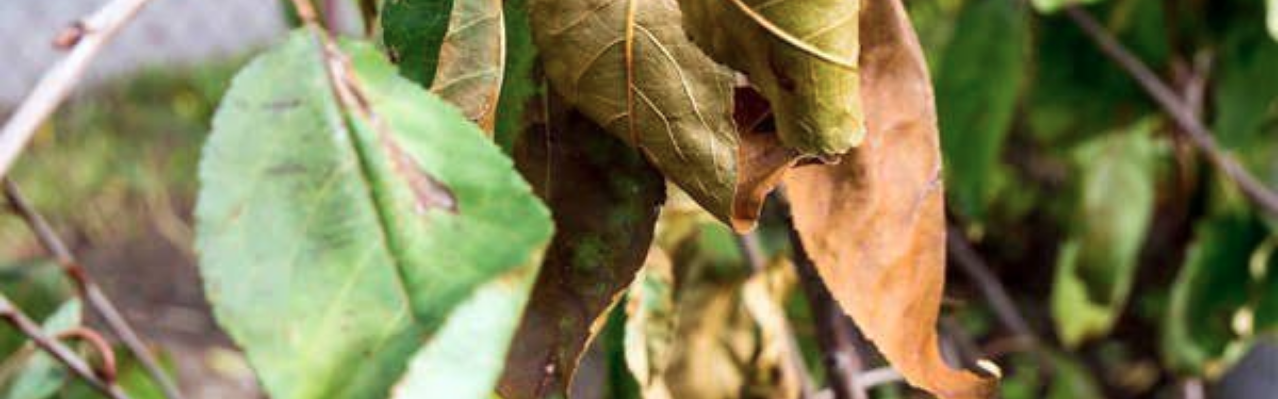 5 Warning Signs of a Dangerous Tree - North County Tree